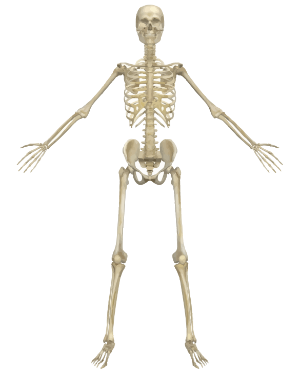 Bones Names Descriptions And Factoids Infolific